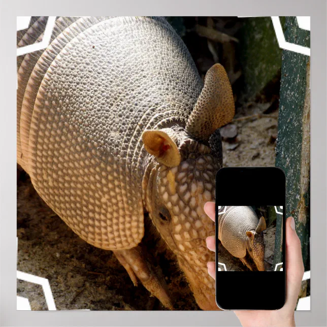 Armadillo Poster Print | Zazzle
