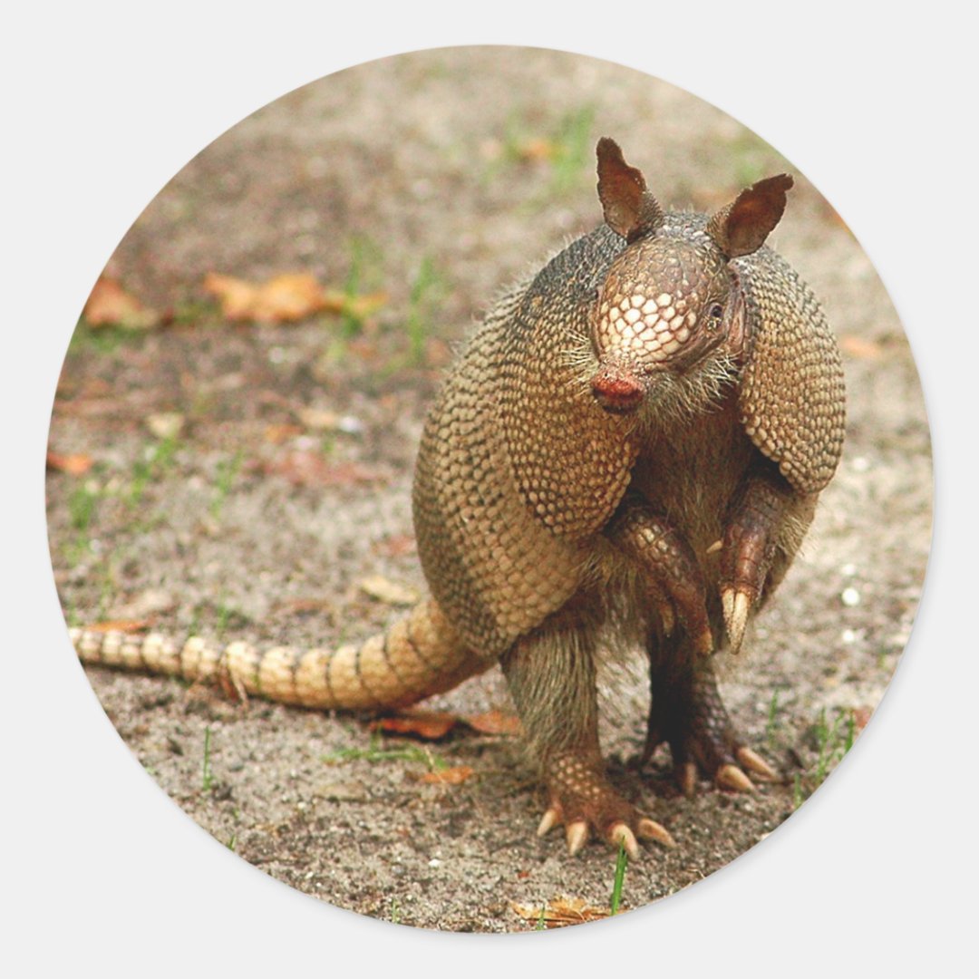 Armadillo wild animal classic round sticker | Zazzle