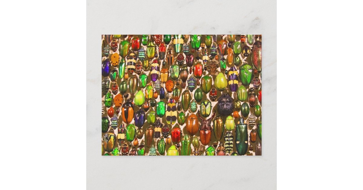 Army of Beetles and Bugs Postcard | Zazzle