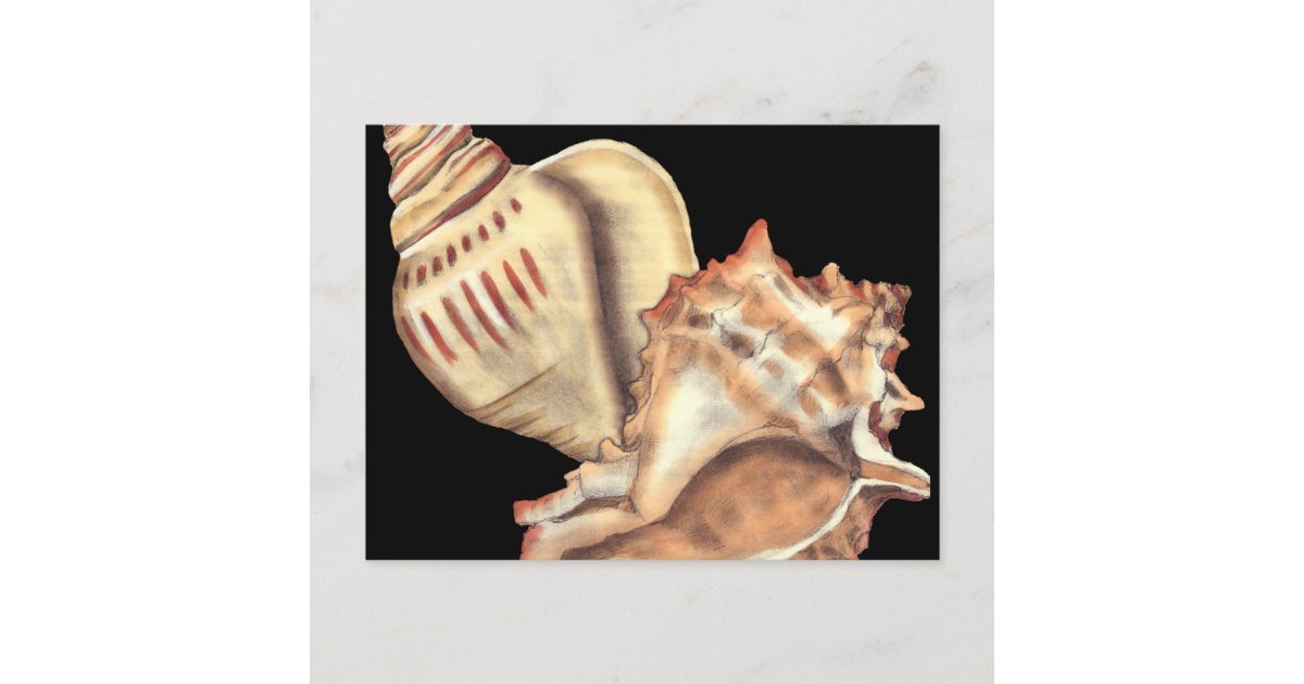 Artistic Conch Shells Postcard | Zazzle