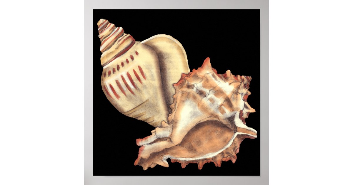Artistic Conch Shells Poster | Zazzle