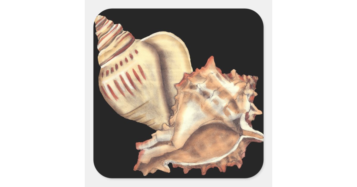 Artistic Conch Shells Square Sticker | Zazzle