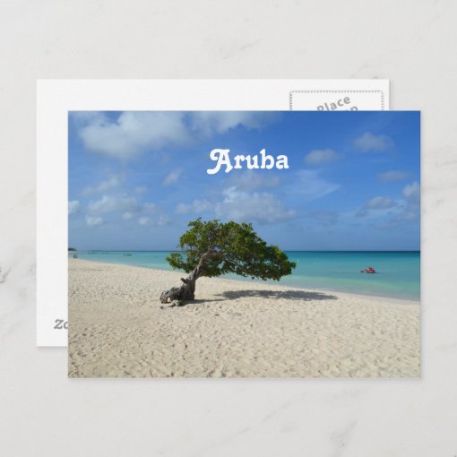 Aruba Divi Divi Tree Postcard | Zazzle