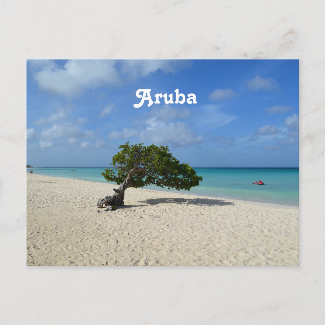 Aruba Divi Divi Tree Postcard | Zazzle