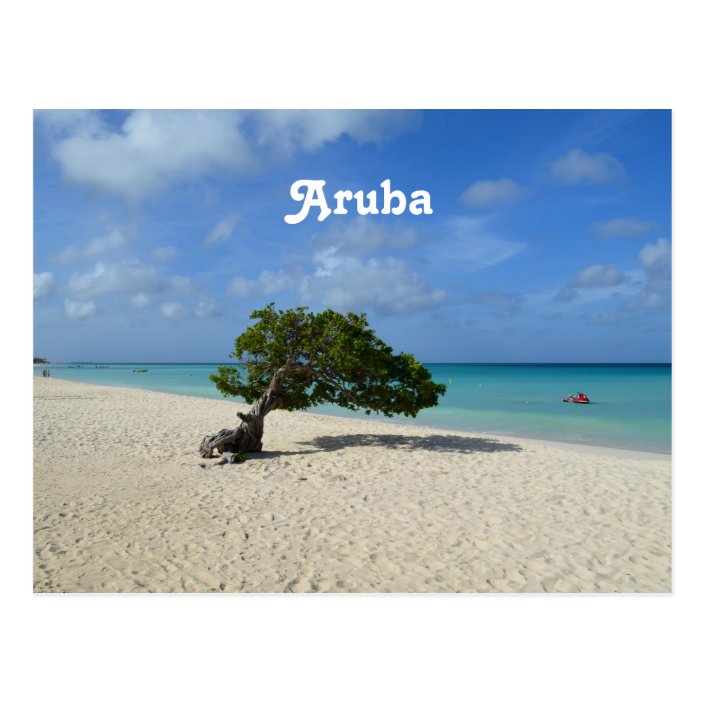 Aruba Divi Divi Tree Postcard | Zazzle.com