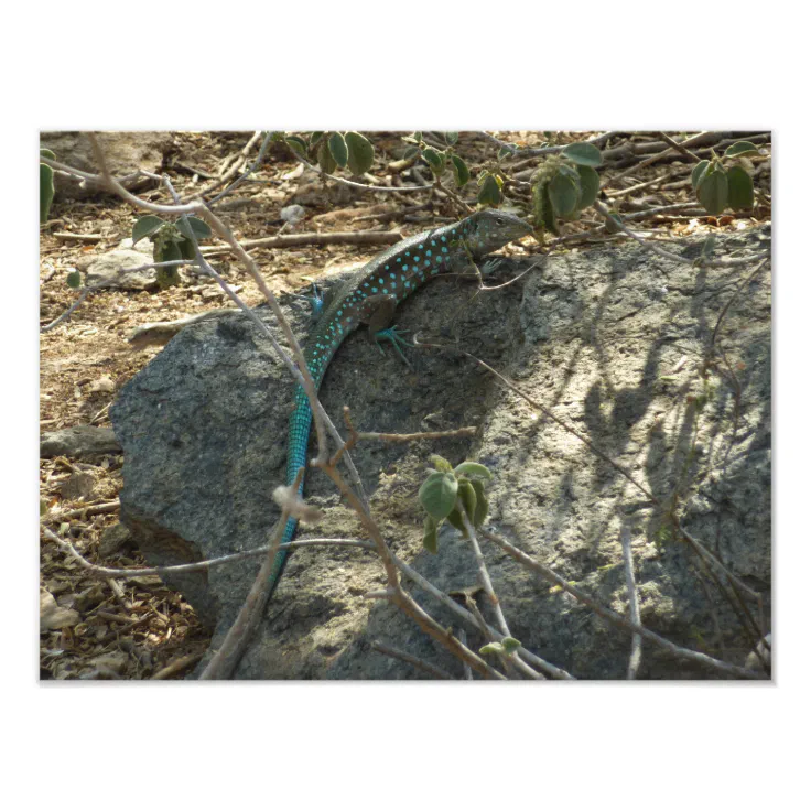 Aruban Whiptail Lizard Tropical Animal Photography Photo Print | Zazzle