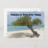 Aruba's Divi-divi tree postcard | Zazzle