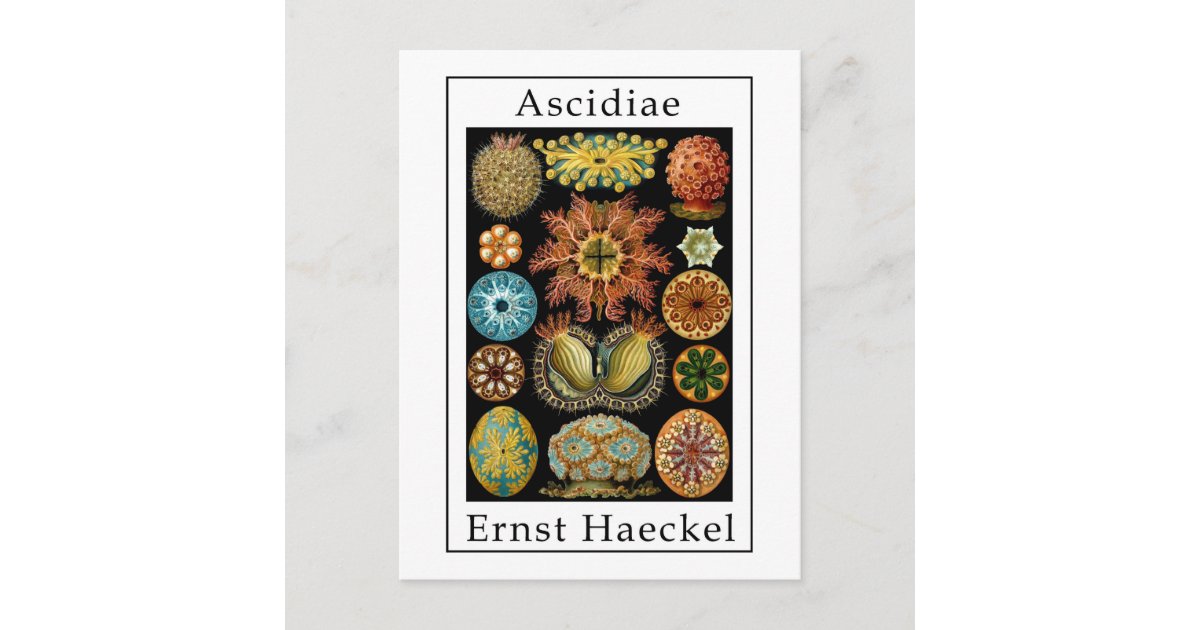 Ascidiae by Ernst Haeckel Postcard | Zazzle