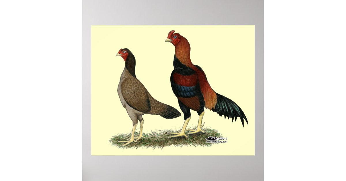 Aseel Wheaten Chickens Poster | Zazzle