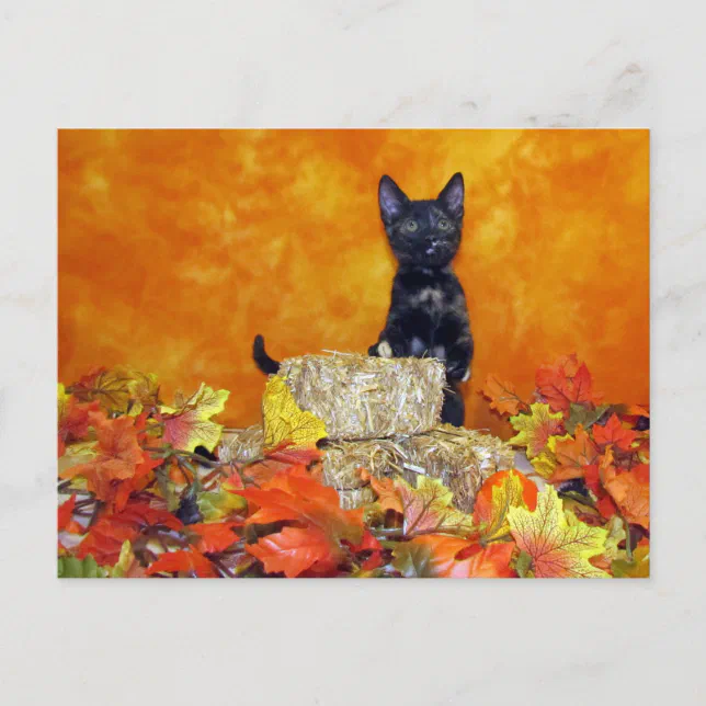 Ashlynn's Autumn - Cat / Kitten Postcard | Zazzle