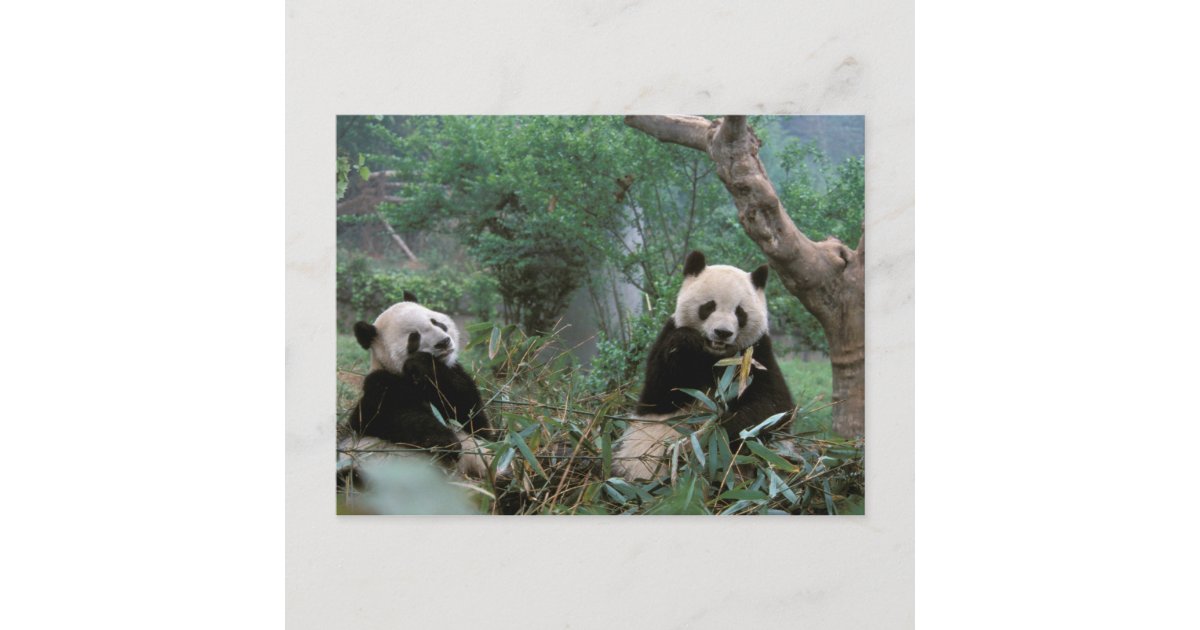 Asia, China, Chengdu. Giant Panda Sanctuary - 2 Postcard | Zazzle