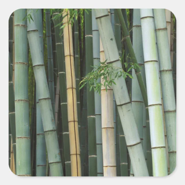 Asia, Japan, Kyoto, Arashiyama, Sagano, Bamboo Square Sticker | Zazzle