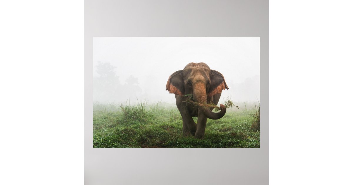 Asian Elephant in Thailand Poster | Zazzle