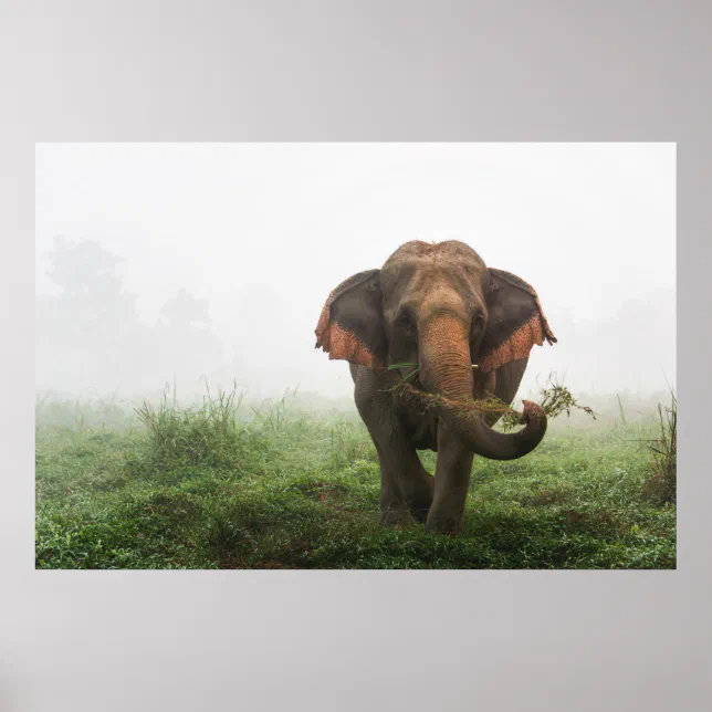 Asian Elephant in Thailand Poster | Zazzle