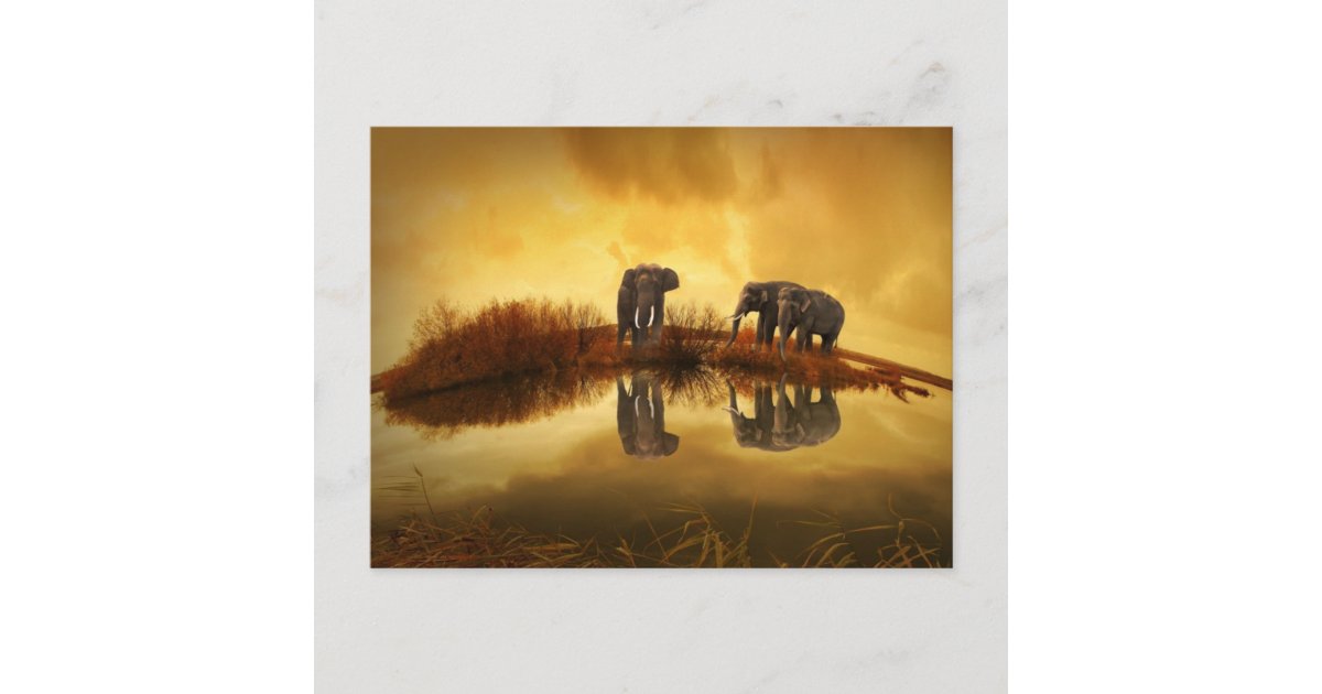 Asian Elephants in Thailand under a glowing sunset Postcard | Zazzle