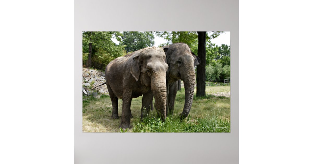 Asian Elephants Side by Side Poster | Zazzle