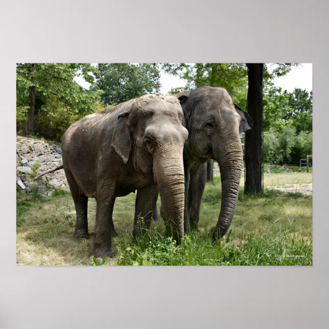 Asian Elephants Side by Side Poster | Zazzle