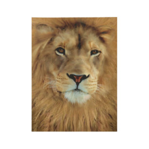 Aslan Posters & Photo Prints | Zazzle