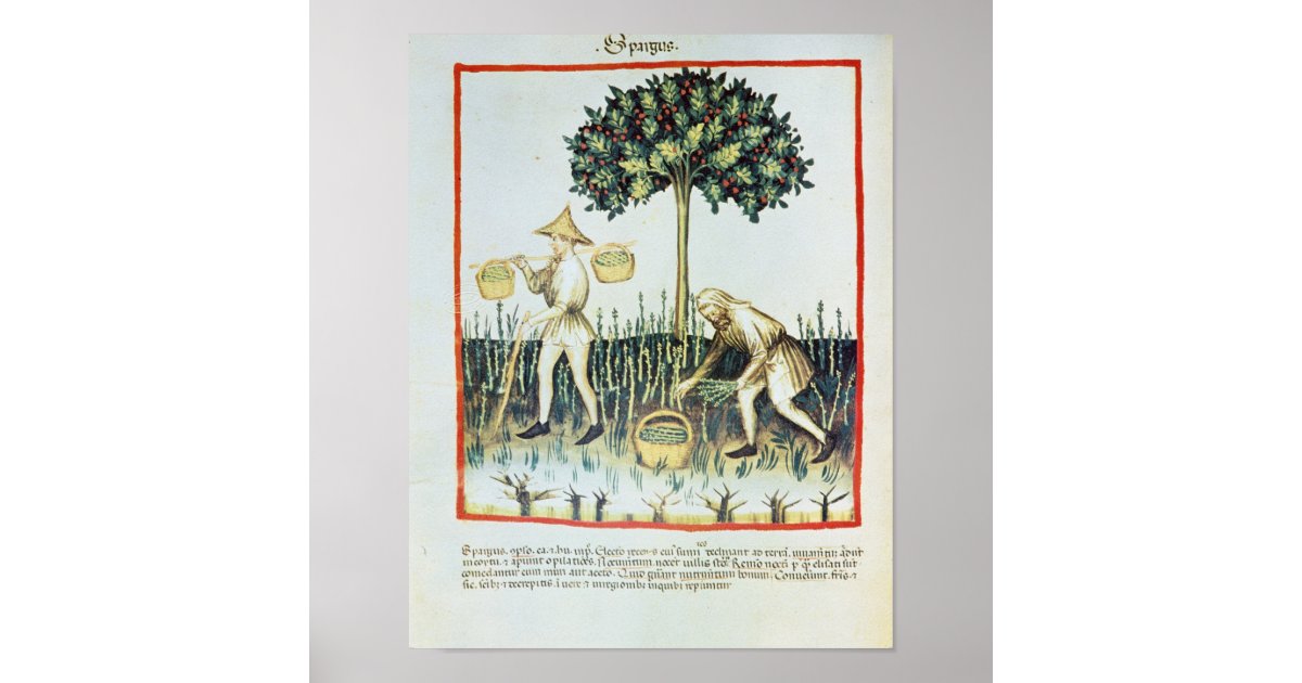 Asparagus Pickers, 13th century Poster | Zazzle