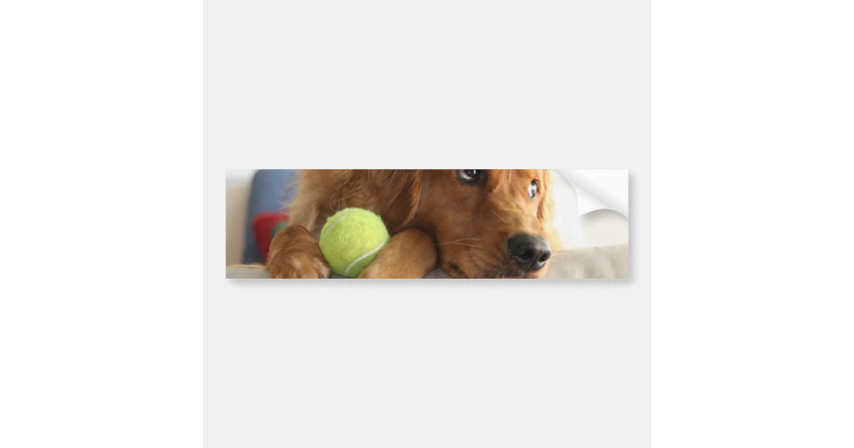 ASPCA-Dog Bumper Sticker | Zazzle
