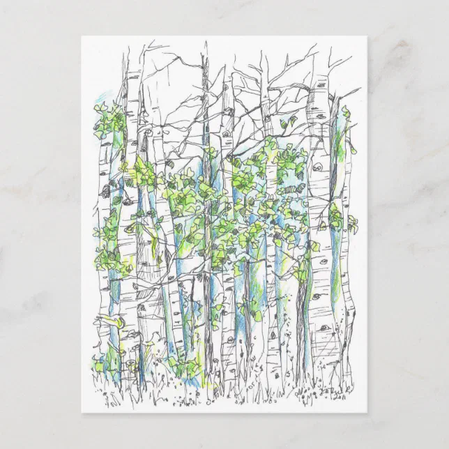 Aspen Birch Trees Pen And Ink Drawing Postcard | Zazzle