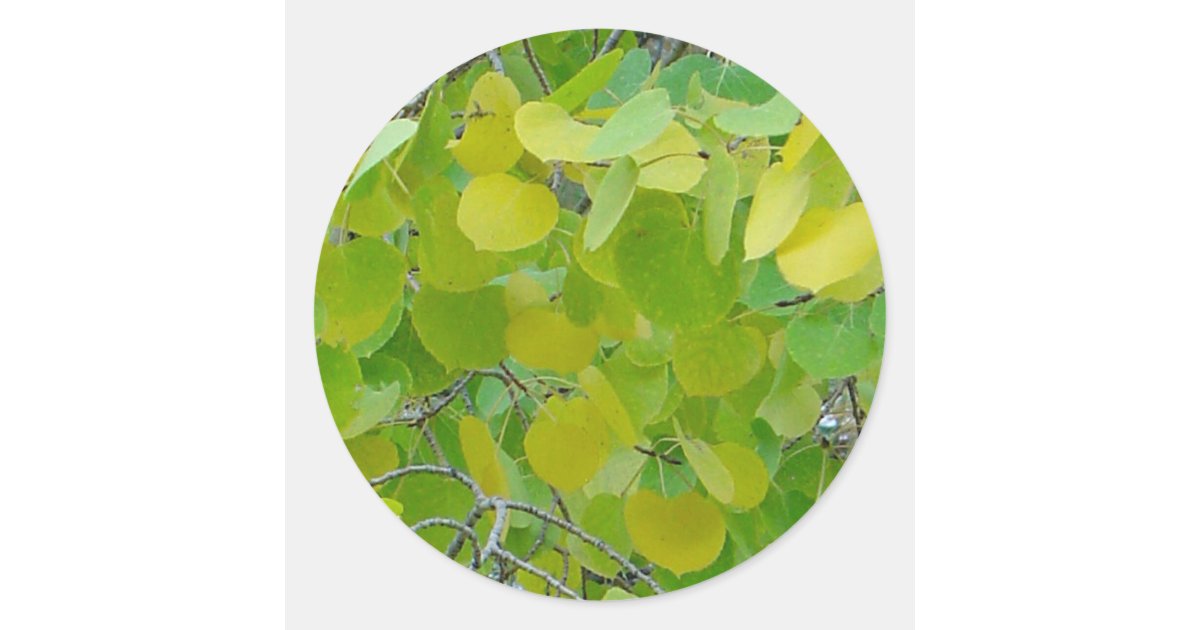 Aspen Leaf Stickers | Zazzle