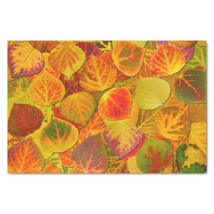 Aspen Leaves Collage Solid Medley 1 Tissue Paper | Zazzle.com