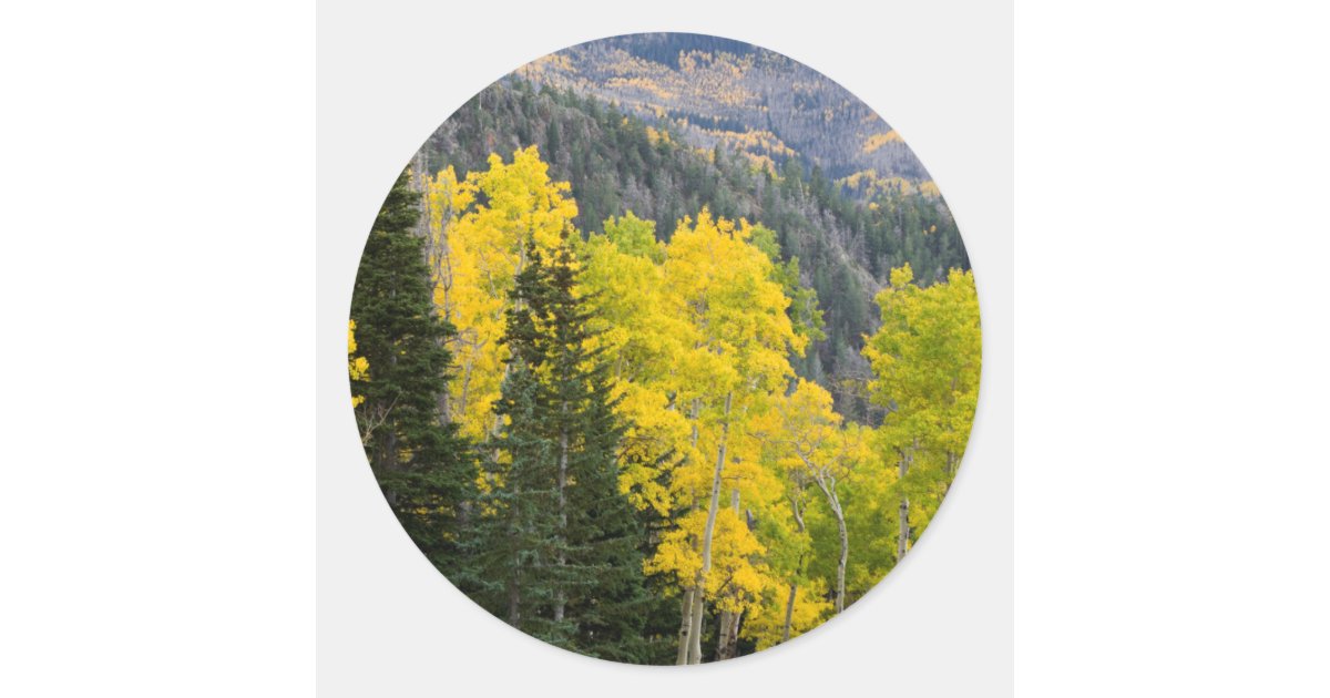 Aspen Trees (Populus Tremuloides) And Conifers 2 Classic Round Sticker ...