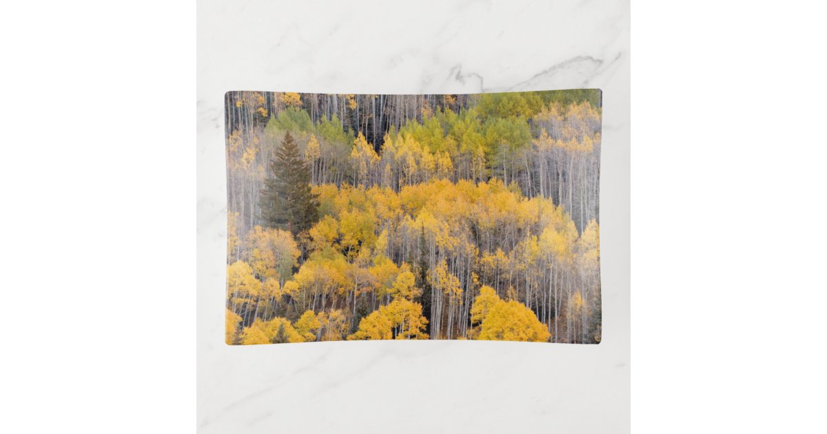 Aspen Trees | White River National Forest Trinket Tray | Zazzle
