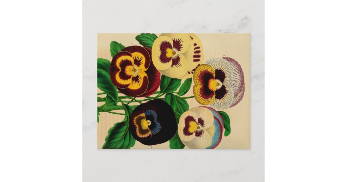 Assorted Pansies Vintage Drawing Postcard | Zazzle