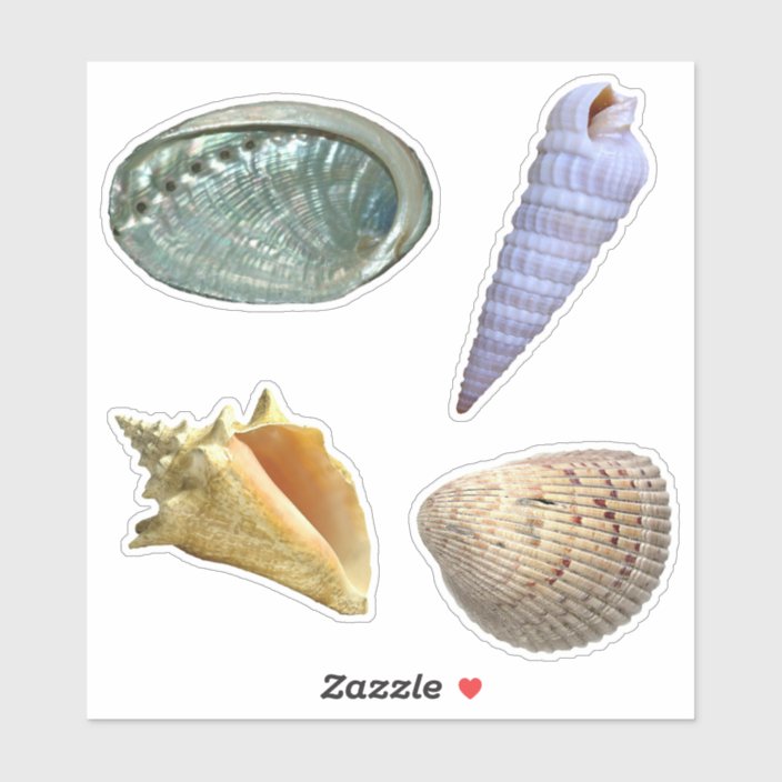 Assorted Seashells Sticker | Zazzle.com