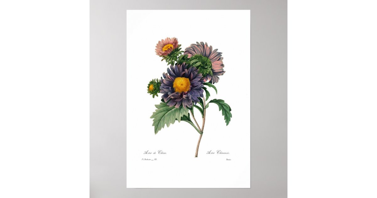 Asters Poster | Zazzle