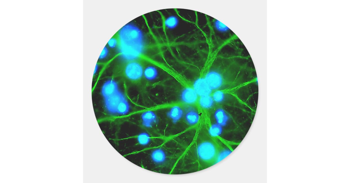 Astrocyte Are Star Shaped Glial Cells in the Brain Classic Round ...
