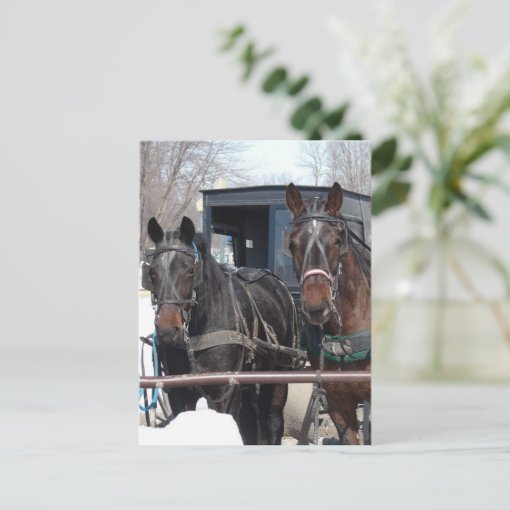 At the Hitching Post Postcard | Zazzle