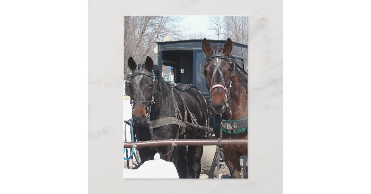 At the Hitching Post Postcard | Zazzle