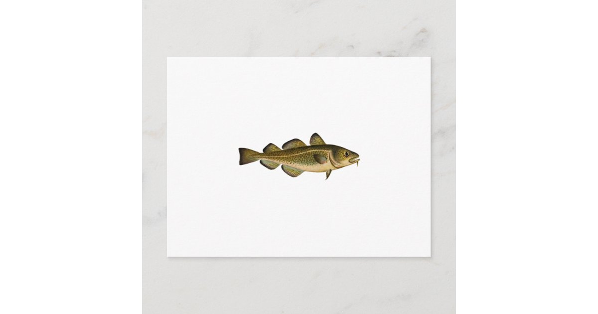 Atlantic Cod Postcard | Zazzle