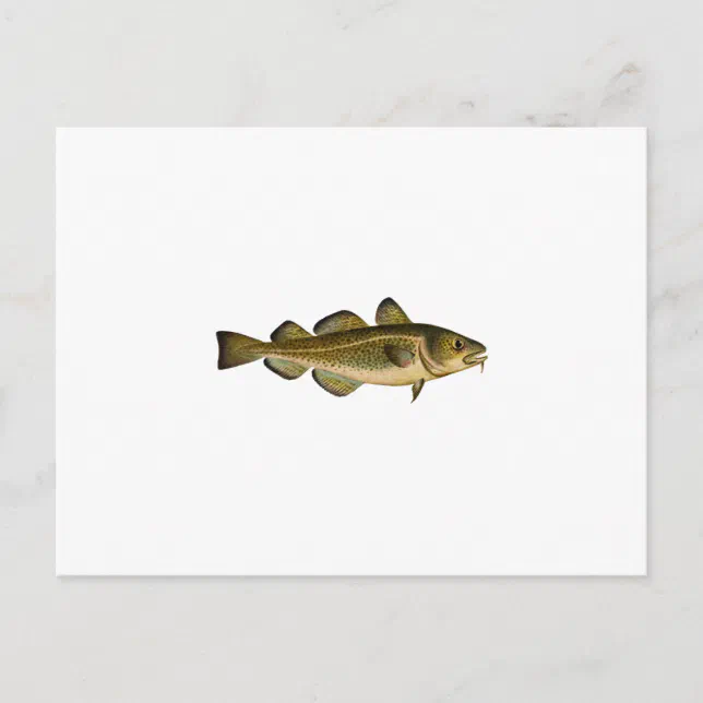 Atlantic Cod Postcard | Zazzle