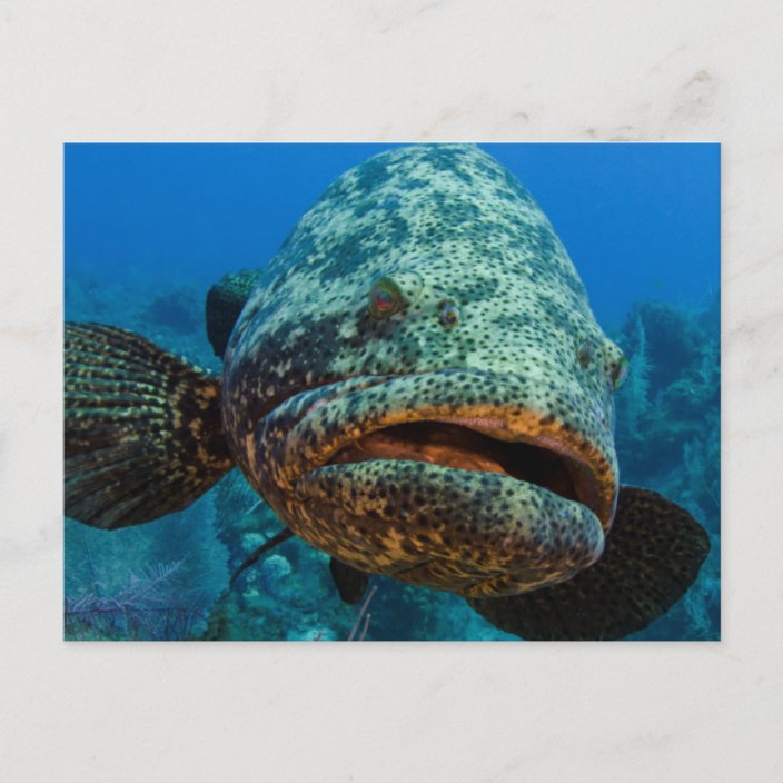 Atlantic Goliath Grouper Postcard | Zazzle.com