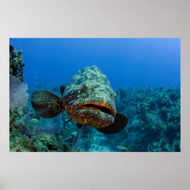 Atlantic Goliath Grouper Poster | Zazzle
