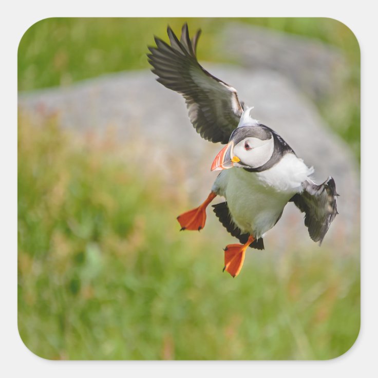 Atlantic Puffin bird flying sticker | Zazzle