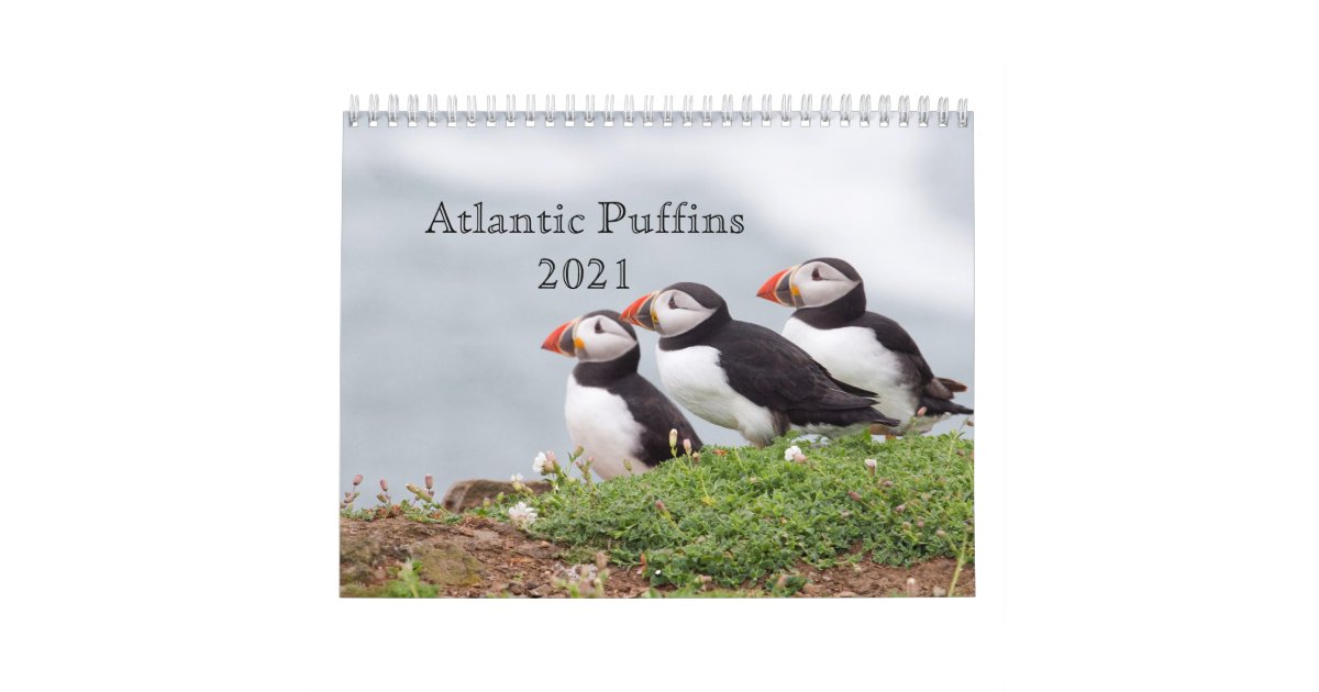 Atlantic Puffin Calendar 2021 | Zazzle