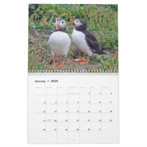 Atlantic Puffin Calendar 2021 | Zazzle