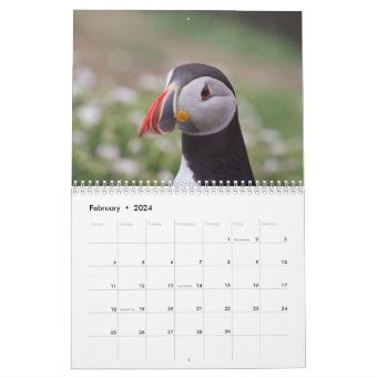Atlantic Puffin Calendar 2021 | Zazzle