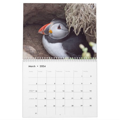 Atlantic Puffin Calendar 2021 | Zazzle