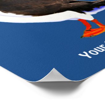 Atlantic Puffin Poster | Zazzle