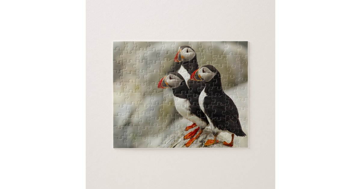 Atlantic Puffins on Machias Seal Island Jigsaw Puzzle | Zazzle