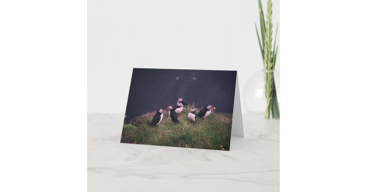 Atlantic Puffins Thank You Card | Zazzle