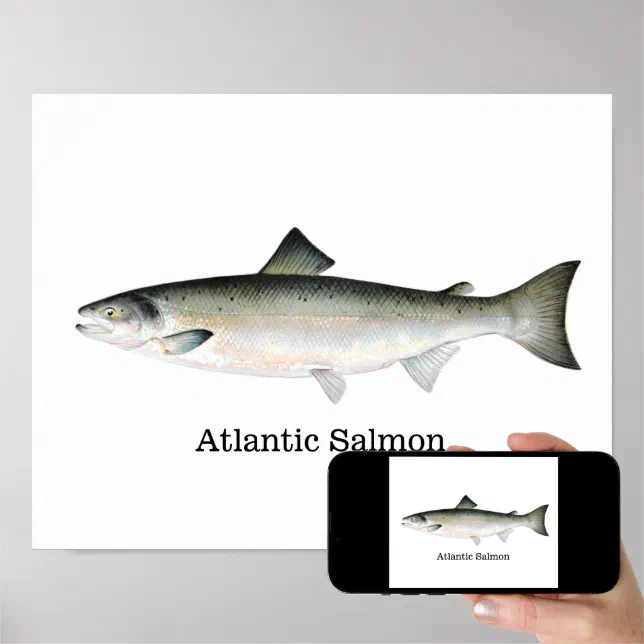 Atlantic Salmon Fish Poster | Zazzle