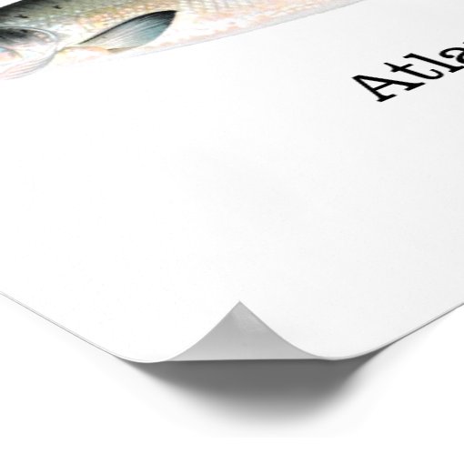 Atlantic Salmon Fish Poster | Zazzle