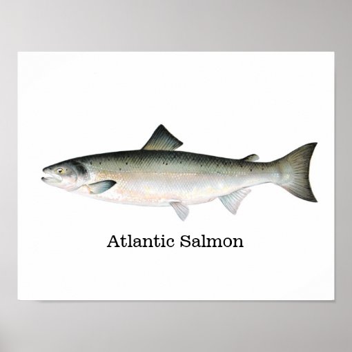 Atlantic Salmon Fish Poster | Zazzle